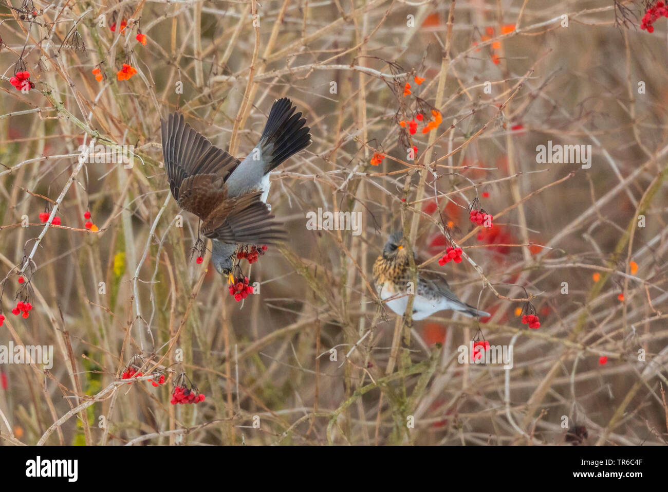 fieldfare (Turdus pilaris), fieldfares eating berries of the guelder ...
