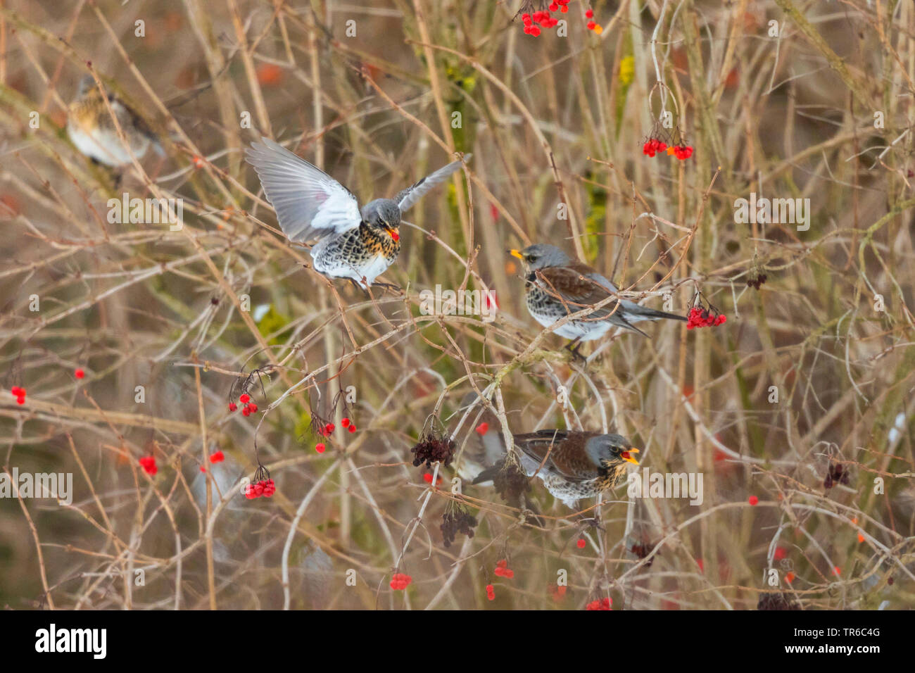 fieldfare (Turdus pilaris), fieldfares eating berries of the guelder ...