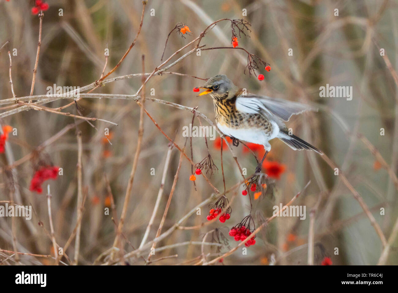 Animals Eating Berries