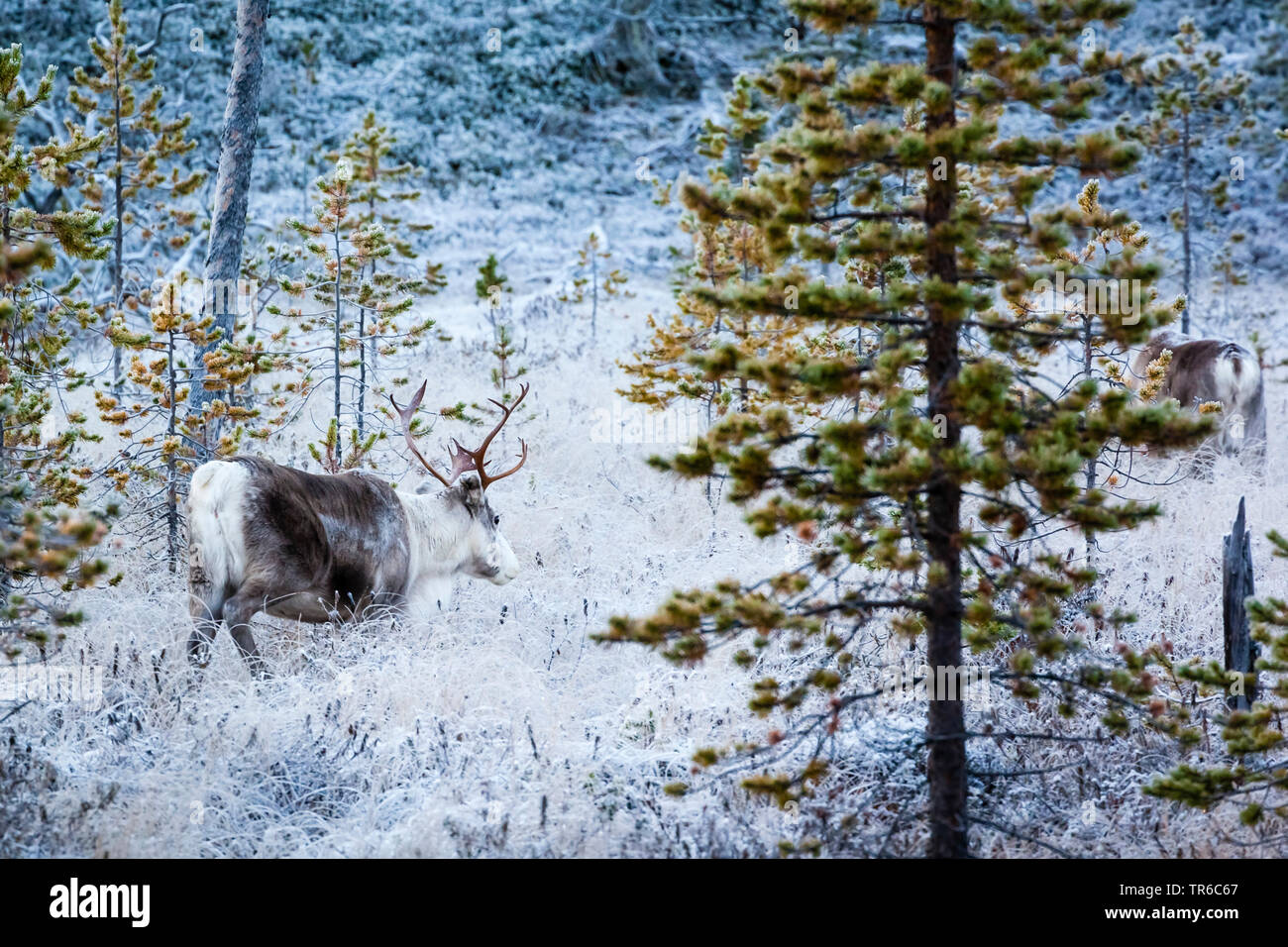 Finnish forest reindeer hi-res stock photography and images - Alamy