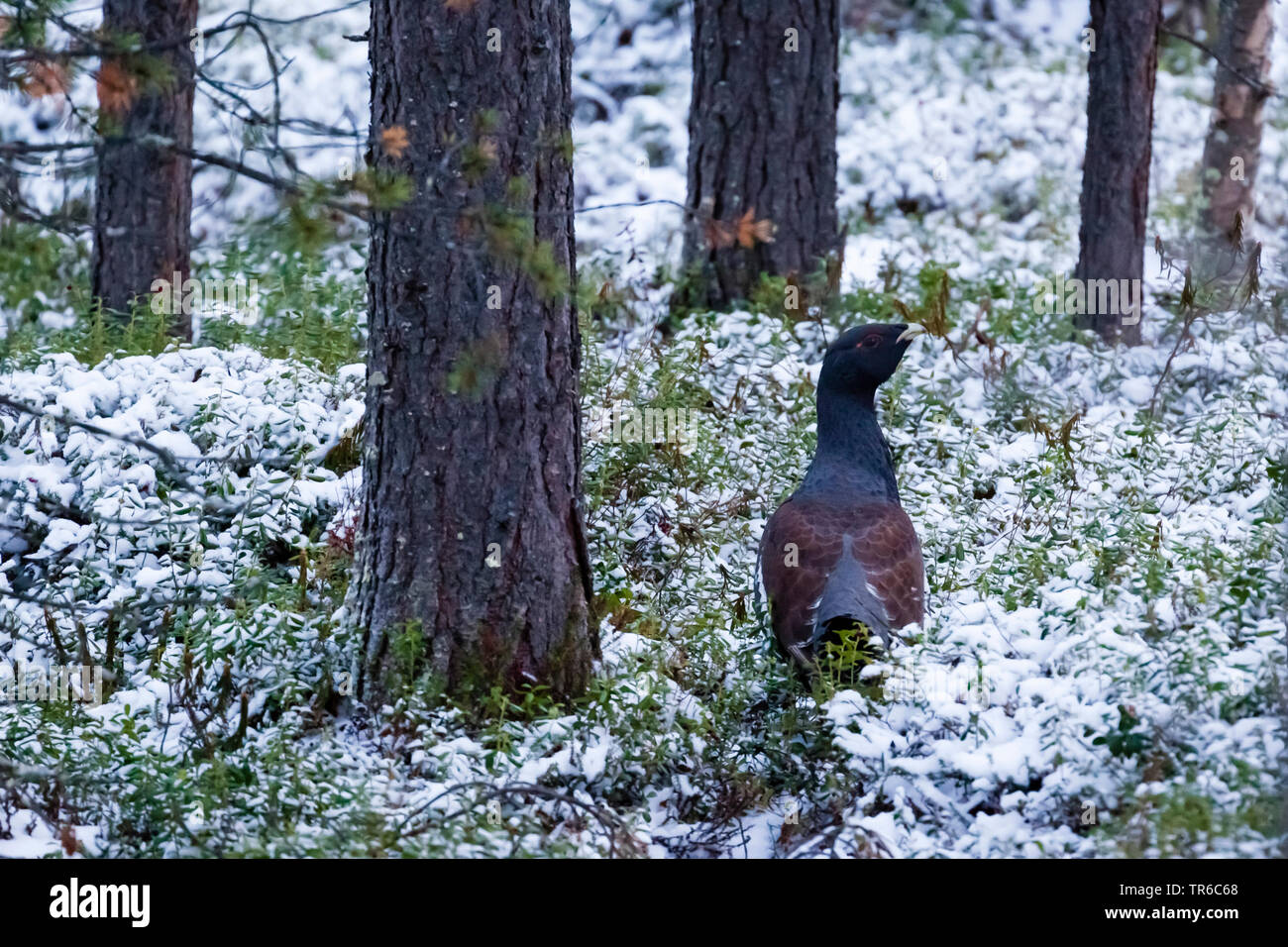 Lapland bird winter hi-res stock photography and images - Alamy