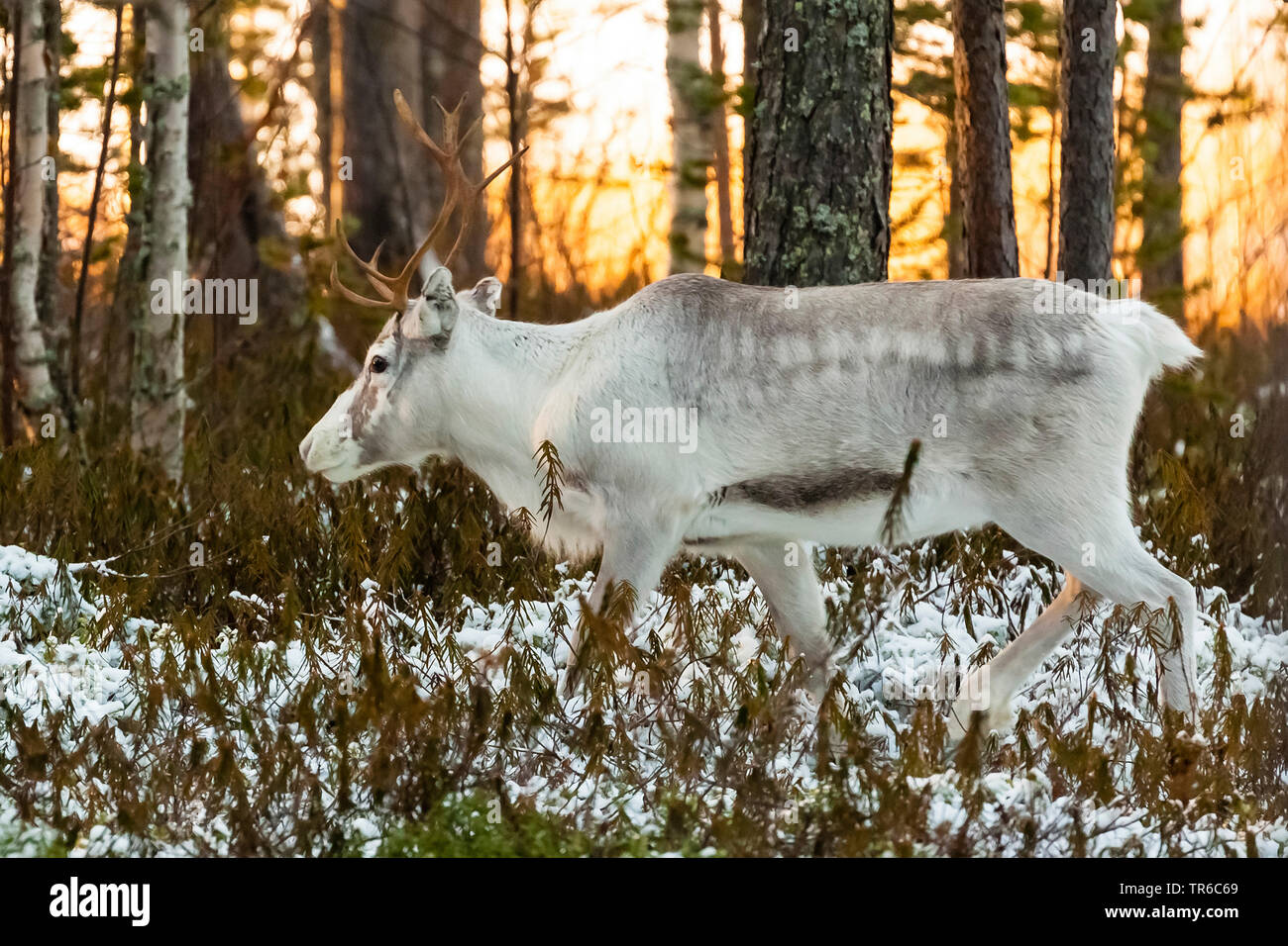 Finnish forest reindeer hi-res stock photography and images - Alamy