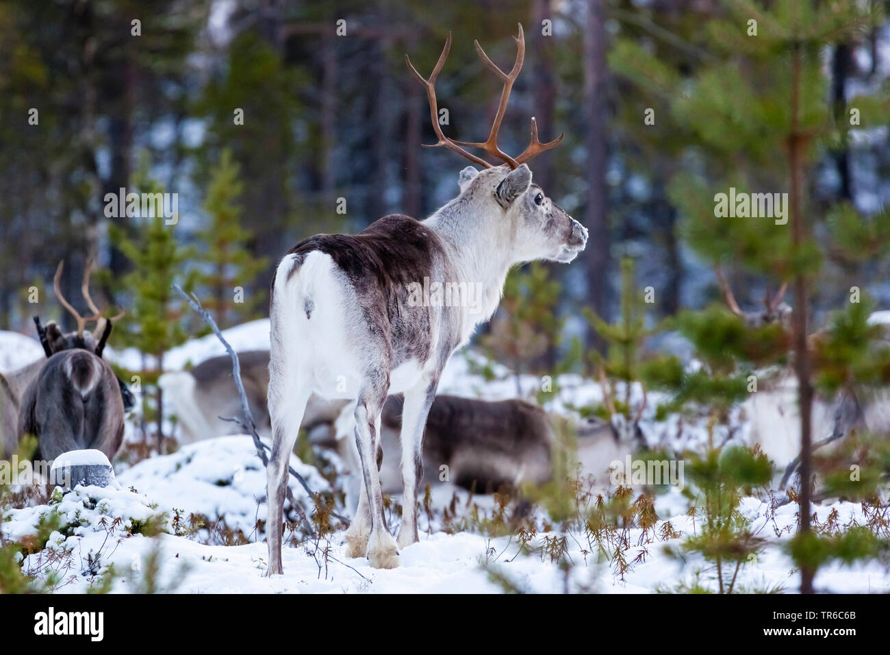 Finnish forest reindeer hi-res stock photography and images - Alamy