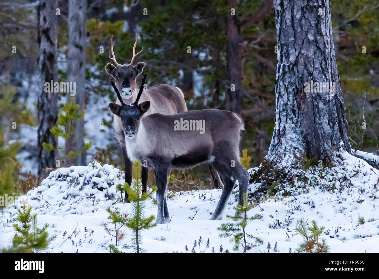 European reindeer, European caribou (Rangifer tarandus tarandus), two ...
