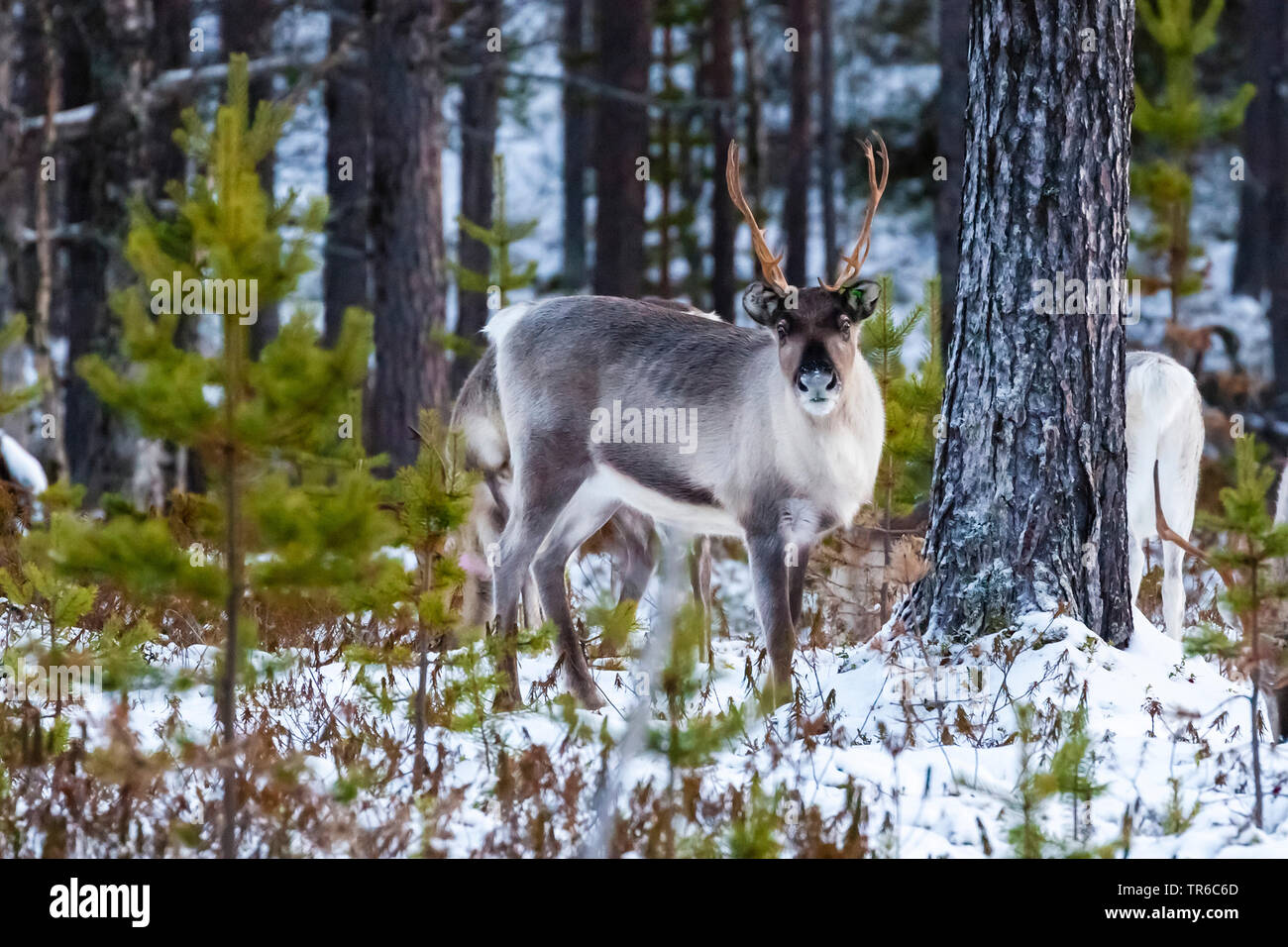 Finnish forest reindeer hi-res stock photography and images - Alamy