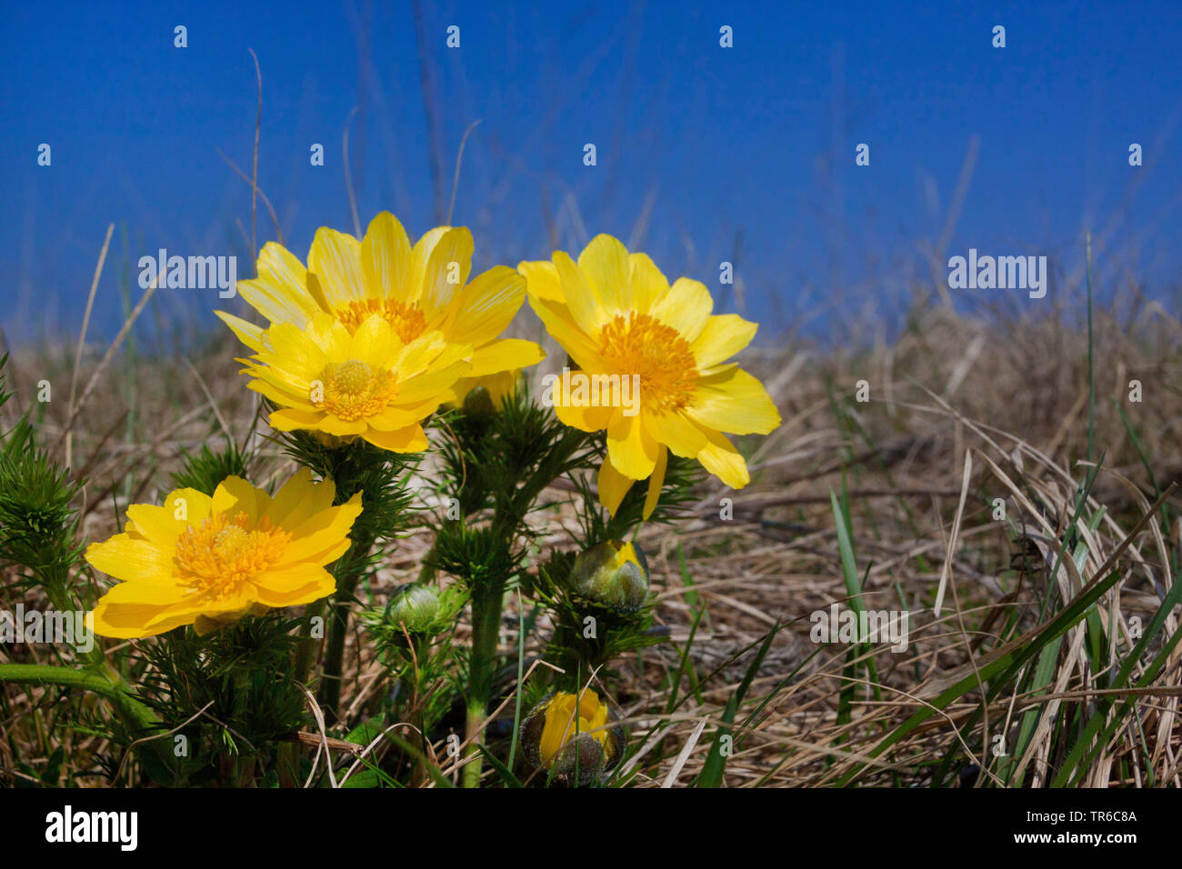 Adonis Flowers High Resolution Stock Photography and Images - Alamy