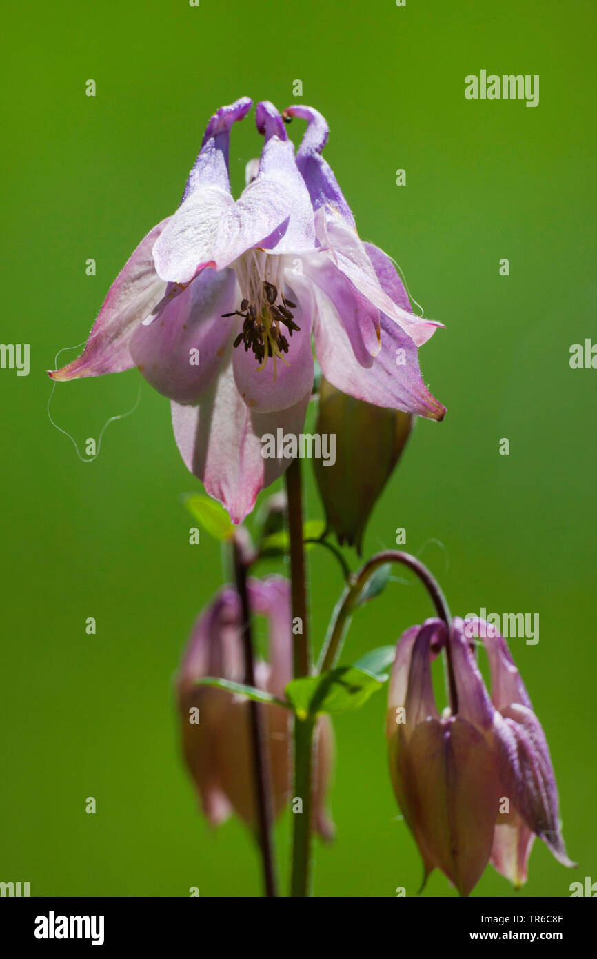 European columbine aquilegia vulgaris hi-res stock photography and ...