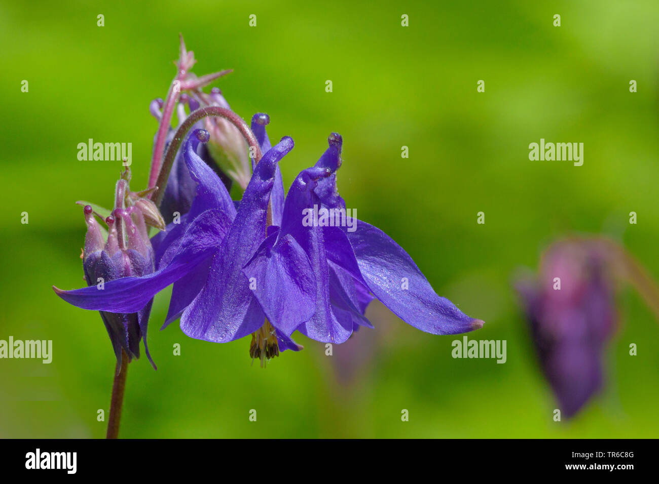 European columbine (Aquilegia vulgaris), flower, Germany, Bavaria Stock ...