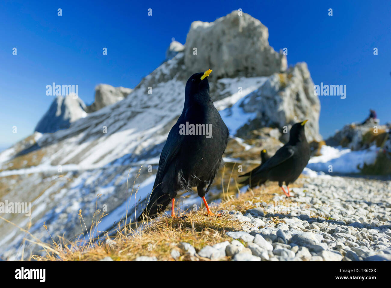 alpine chough (Pyrrhocorax graculus), three alpine choughs sitting in ...