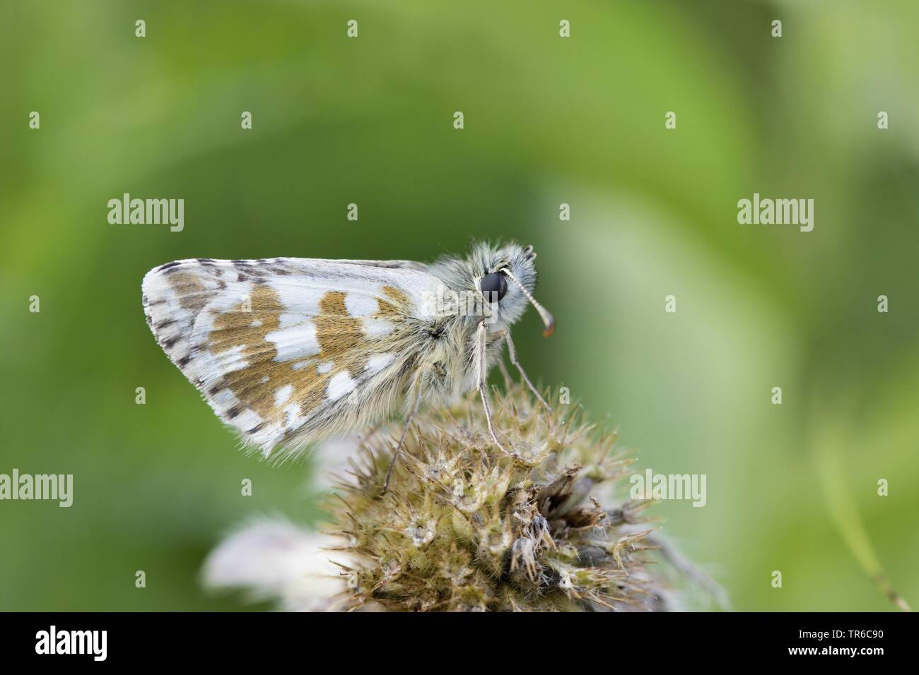 Lateral view of skipper butterfly hi-res stock photography and images ...