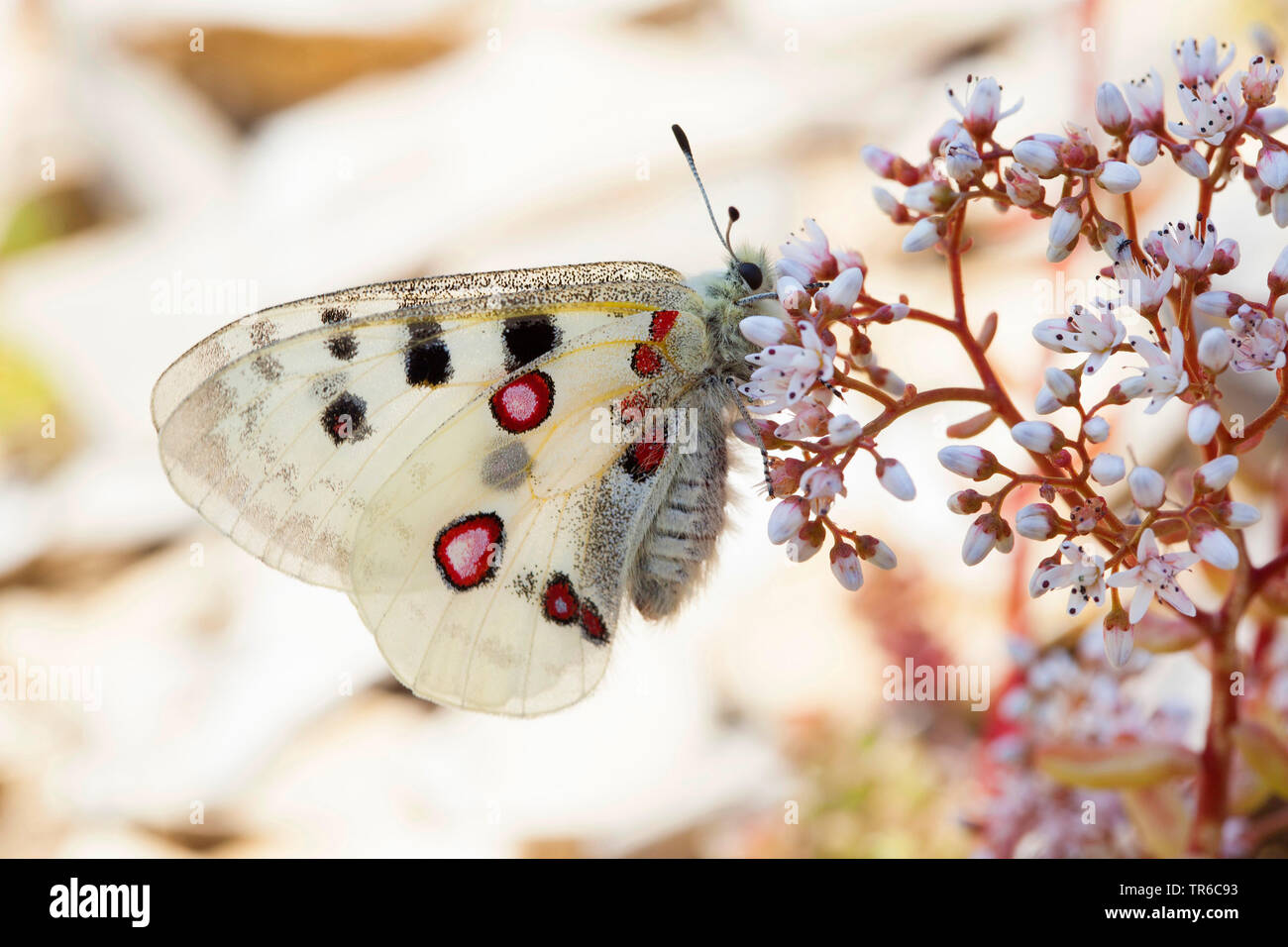apollo (Parnassius apollo), male sitting at blossoms of the food plant ...