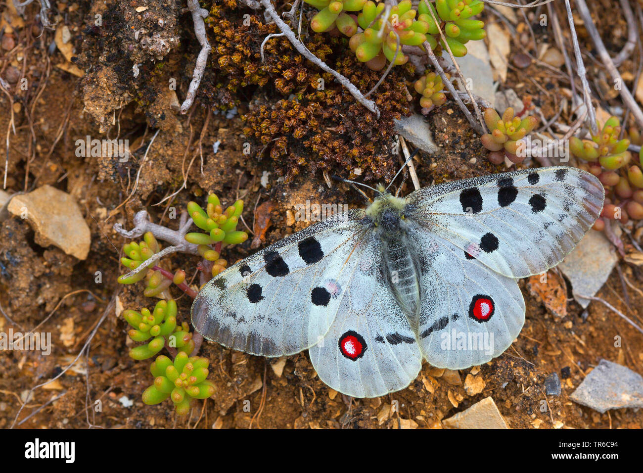 apollo (Parnassius apollo), male sitting on the ground, view from above ...