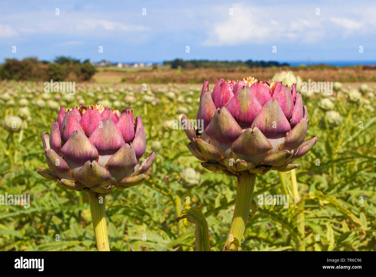 Crimson field hi-res stock photography and images - Alamy