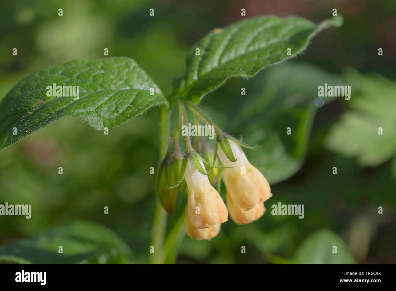 tuberous comfrey (Symphytum tuberosum), blooming, Germany, Bavaria ...