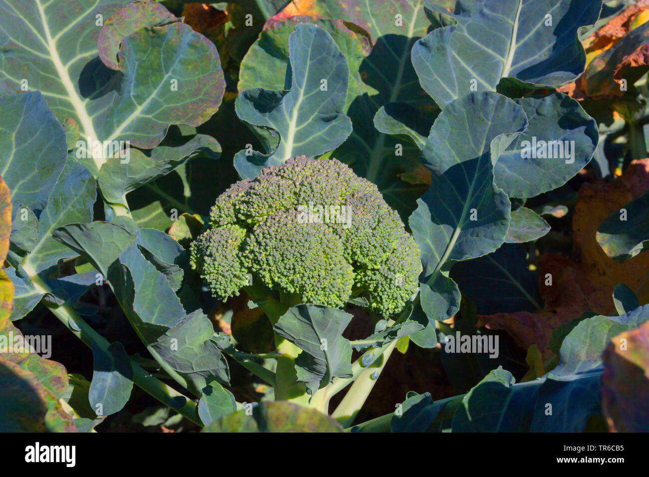 Sprouting crops hi-res stock photography and images - Alamy