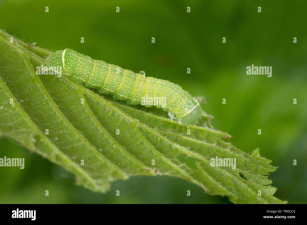 common quaker (Orthosia cerasi, Monima cerasi, Orthosia stabilis ...