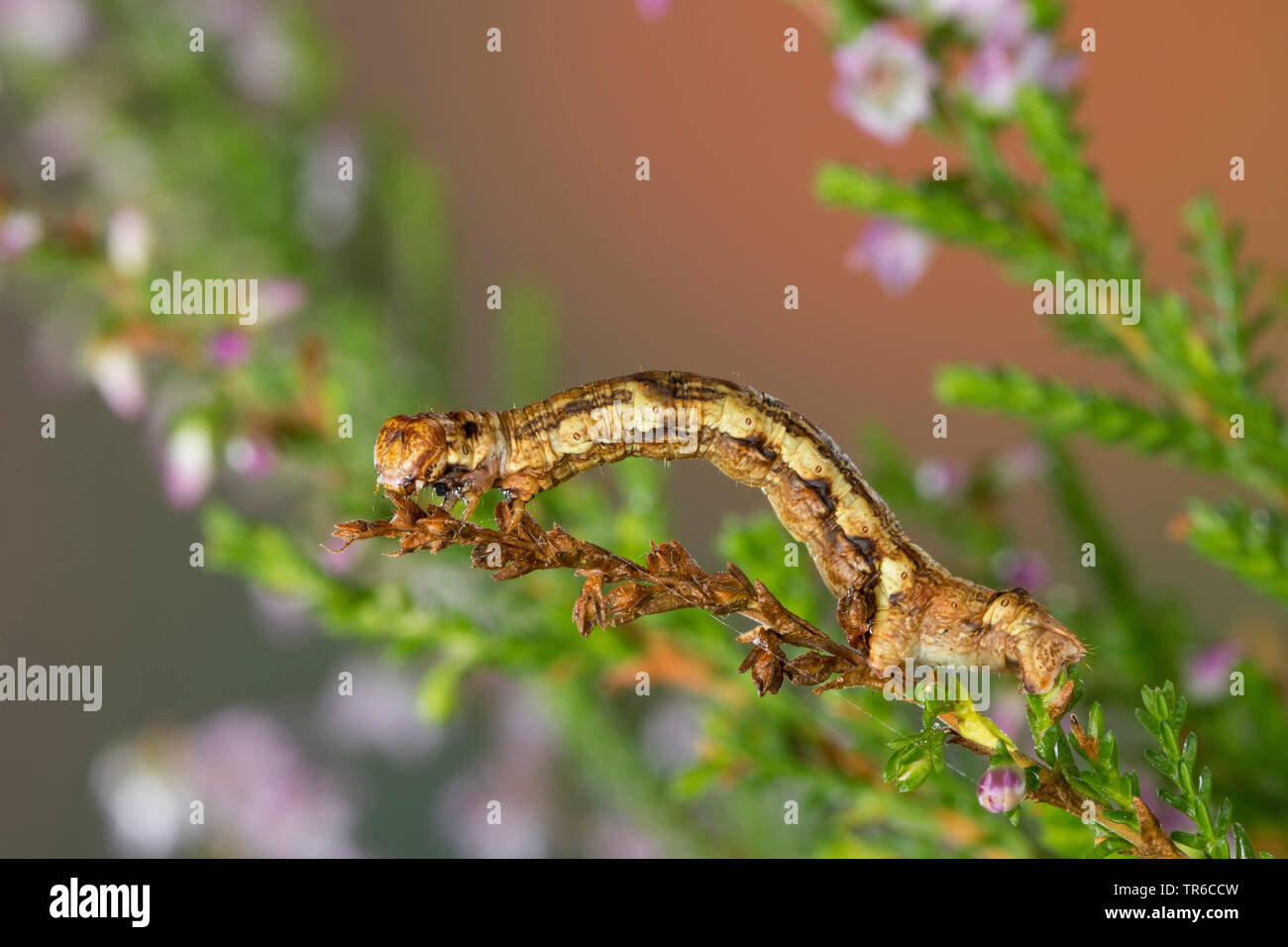 Spanworm hi-res stock photography and images - Alamy