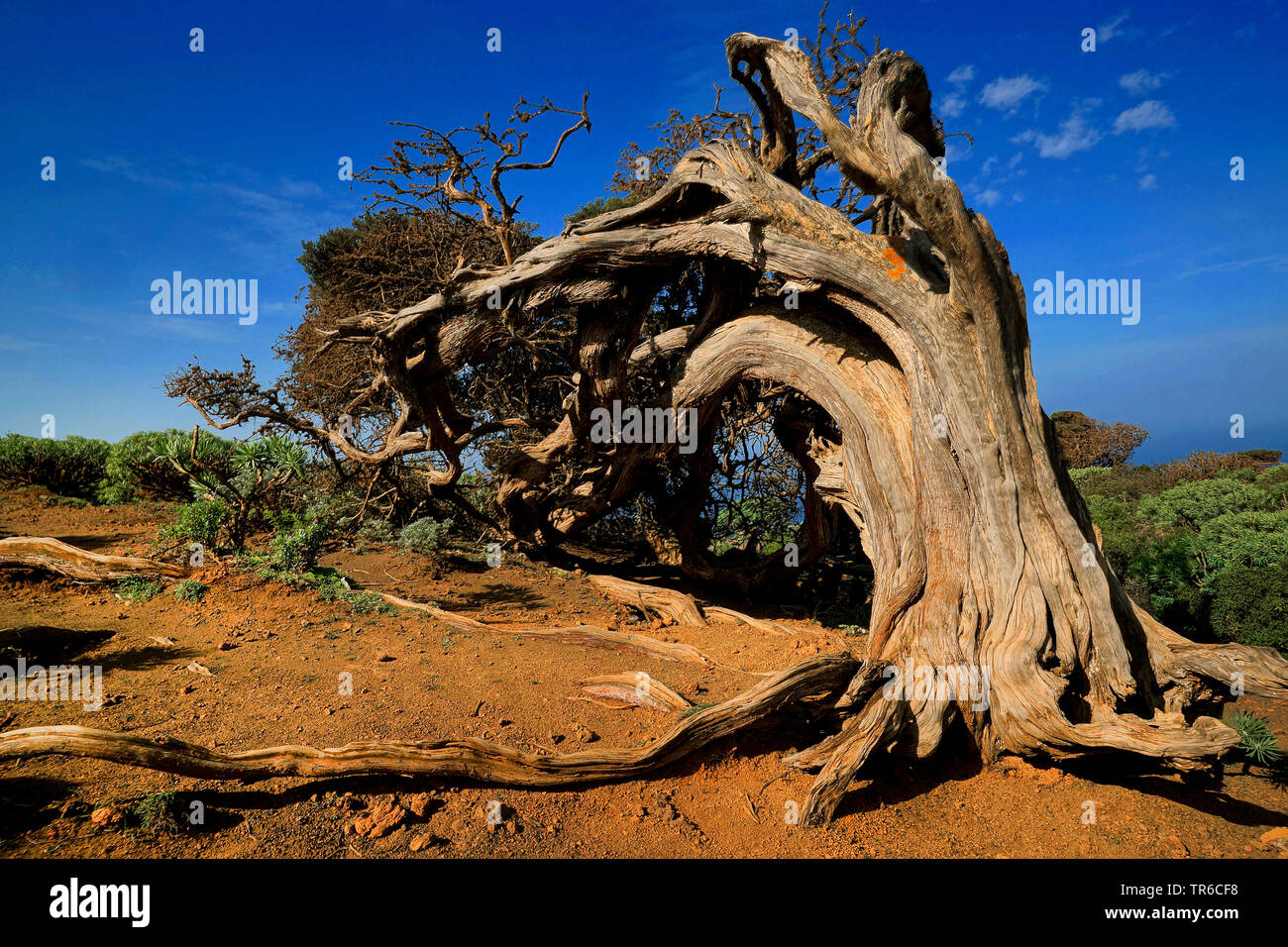 Canary Islands Juniper (Juniperus cedrus), old tree on Hierro, Canary ...