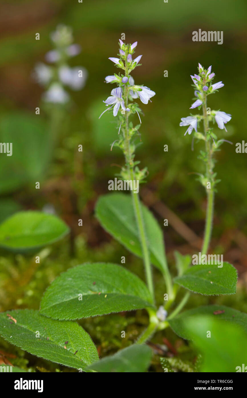Gypsy weed hi-res stock photography and images - Alamy