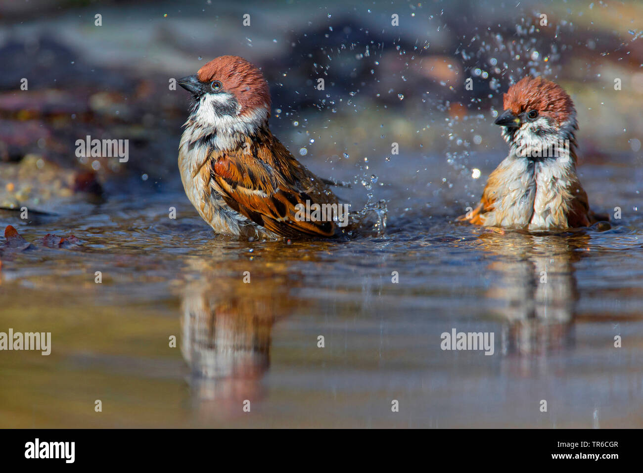 Two sparrows bathing hi-res stock photography and images - Alamy