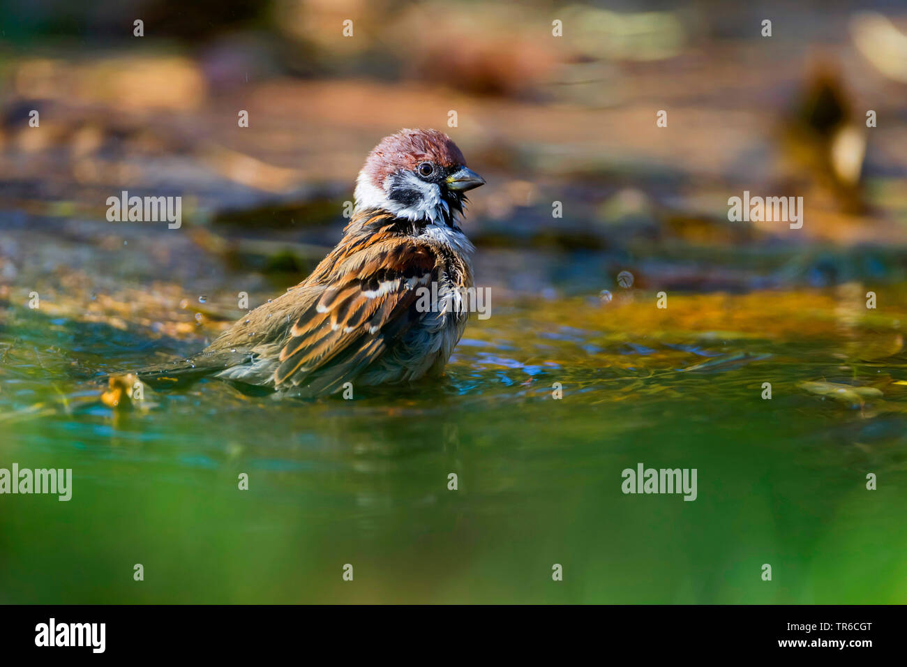 Sparrows splashing hi-res stock photography and images - Alamy