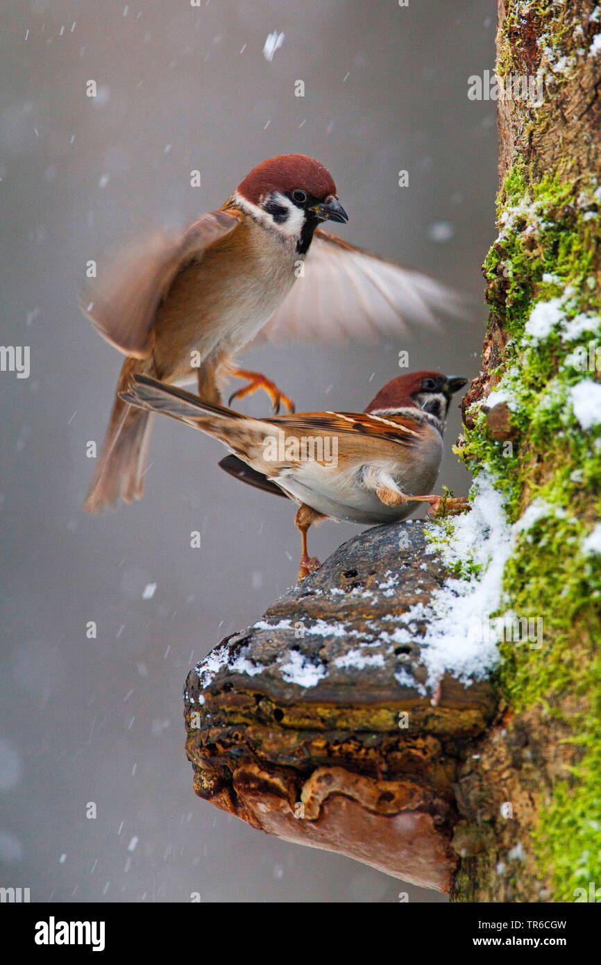 Eurasian tree sparrow (Passer montanus), two tree sparrows mating at a ...