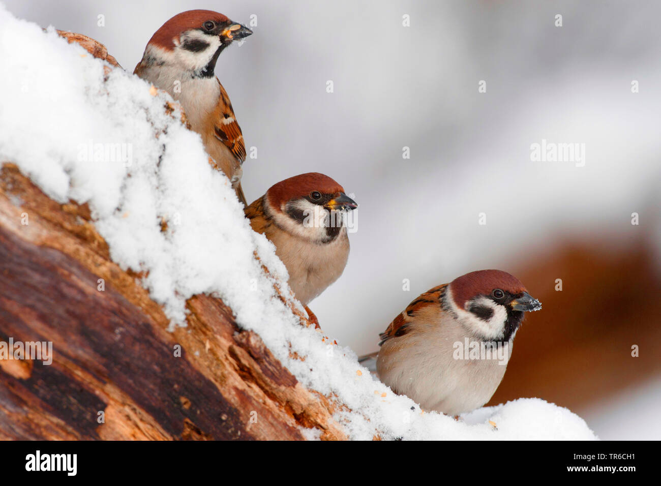Group sparrows on snow hi-res stock photography and images - Alamy