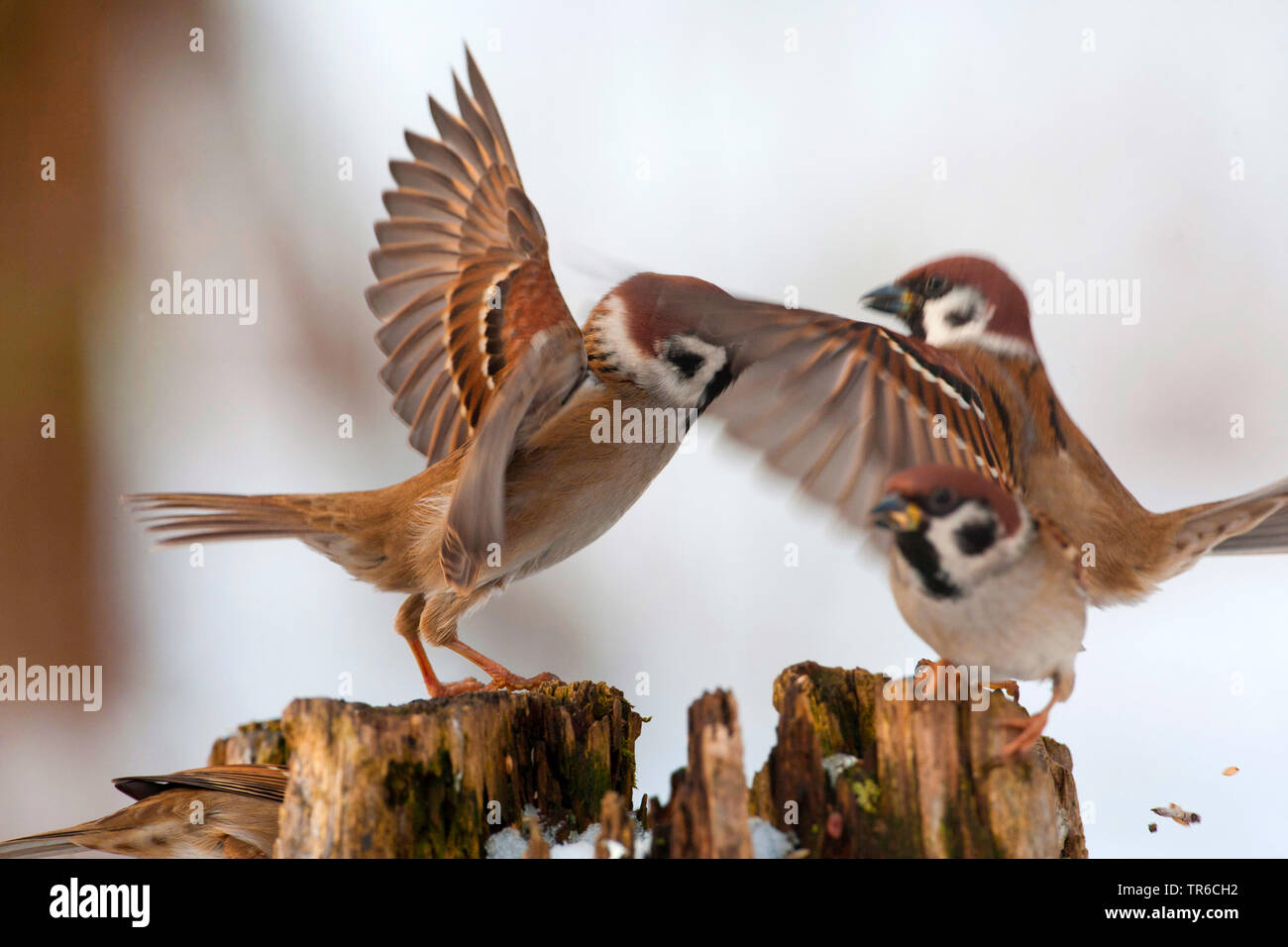Eurasian tree sparrow (Passer montanus), three tree sparrows ...