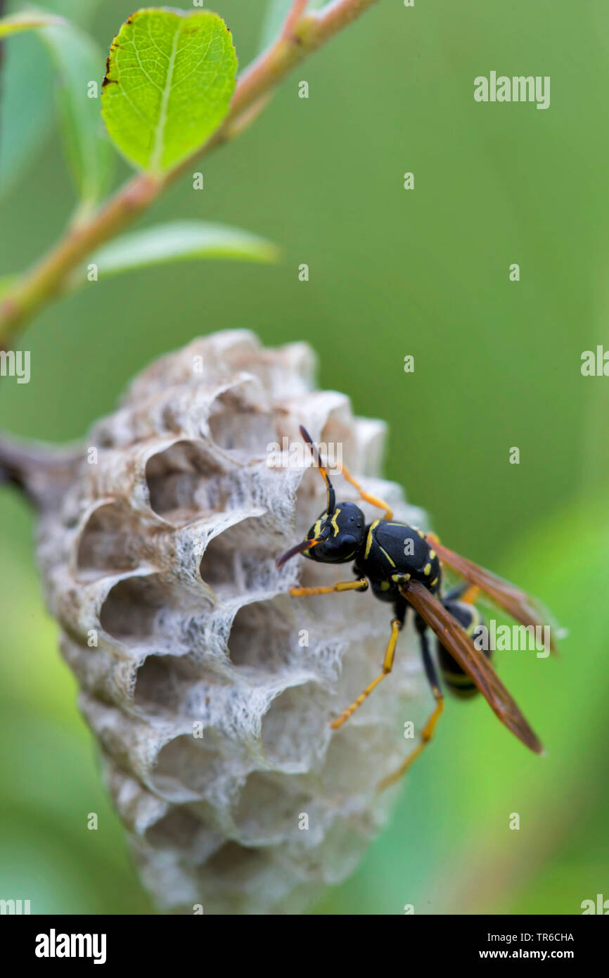 paper wasp (Polistes bischoffi), at the wasp nest, Germany, Bavaria ...