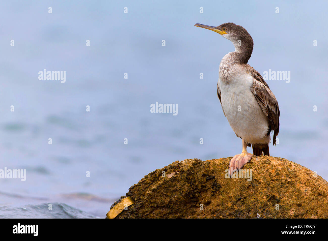 Shag On A Rock High Resolution Stock Photography and Images - Alamy