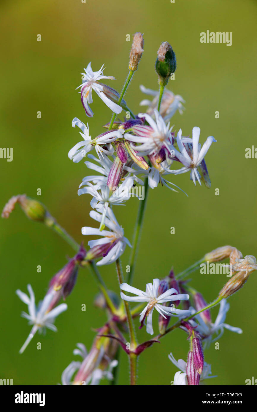 nottingham catchfly (Silene nutans), flowers, Germany Stock Photo - Alamy