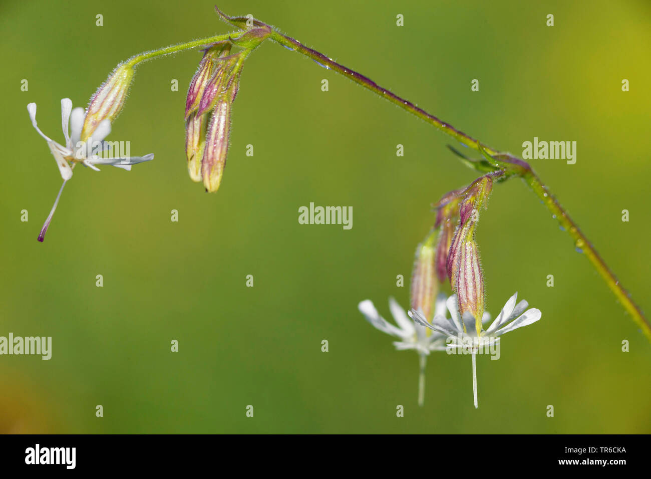 nottingham catchfly (Silene nutans), flowers, Germany Stock Photo - Alamy