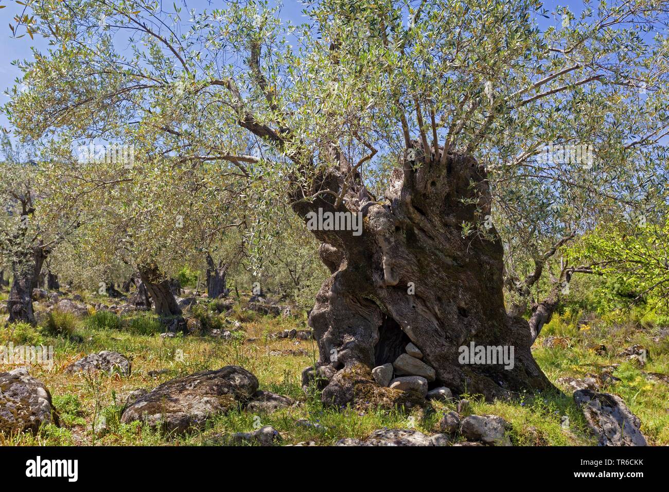 olive tree (Olea europaea), olive grove, Greece, Lesbos, Mytilini Stock ...