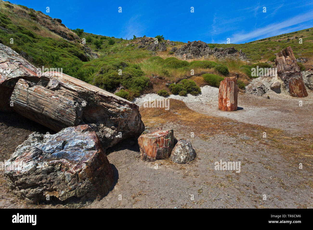fossile trees, geoparc of the petrified forest of Sigri, Greece, Lesbos ...
