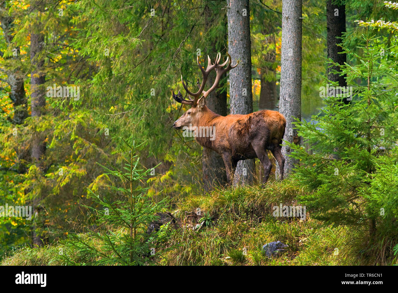 Deer side view hi-res stock photography and images - Alamy