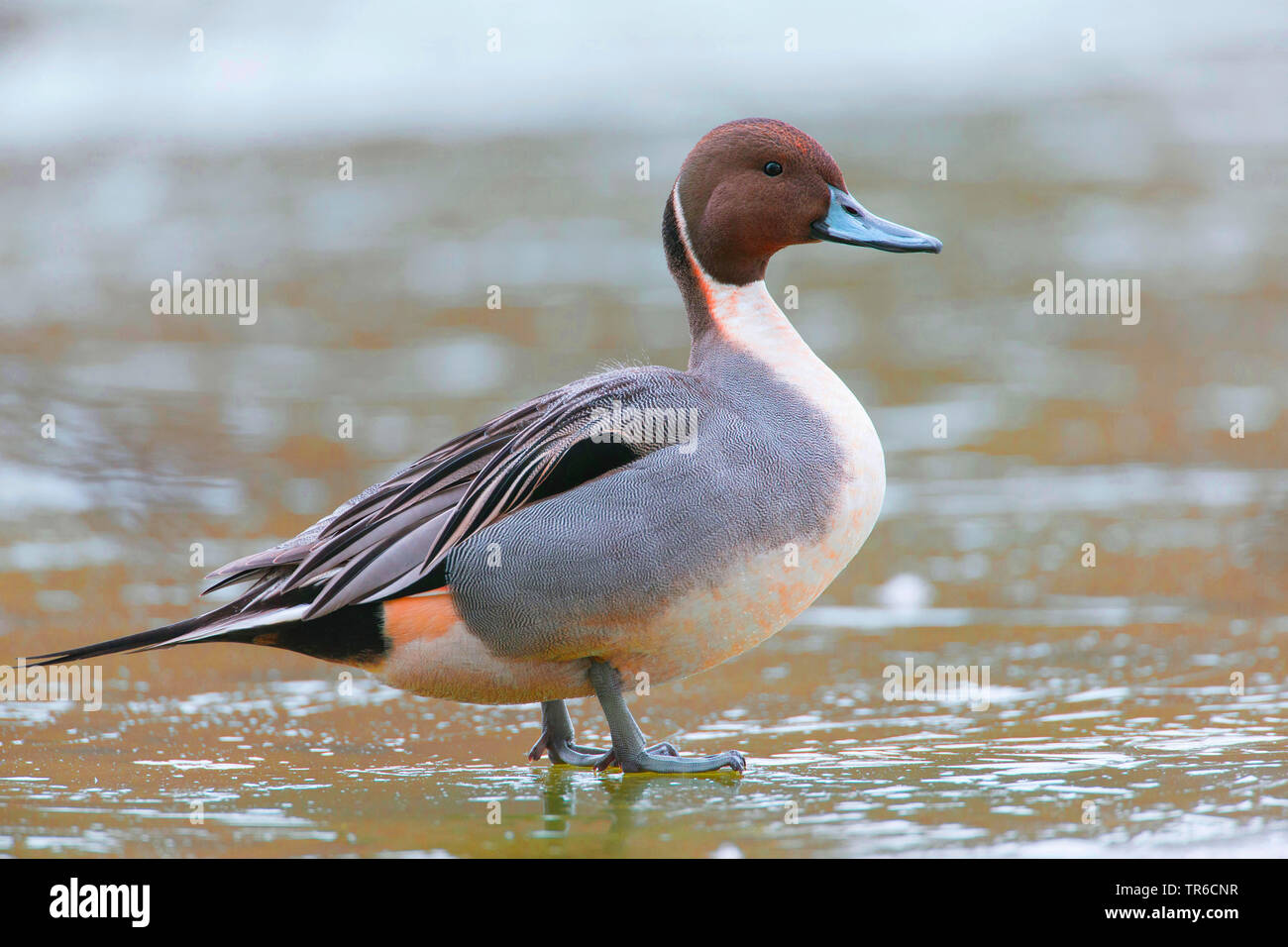 northern pintail (Anas acuta), standing on ice, Germany, Bavaria Stock ...