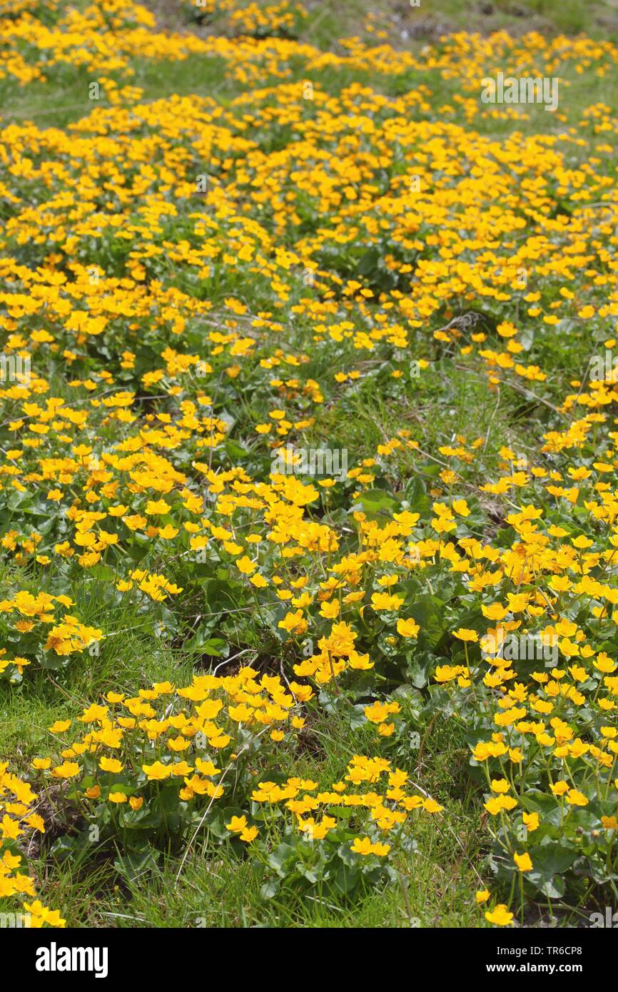 Swamp plant hi-res stock photography and images - Alamy