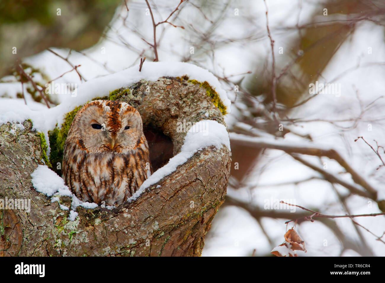 Eurasian tawny owl (Strix aluco), sitting in a tree hole in winter ...