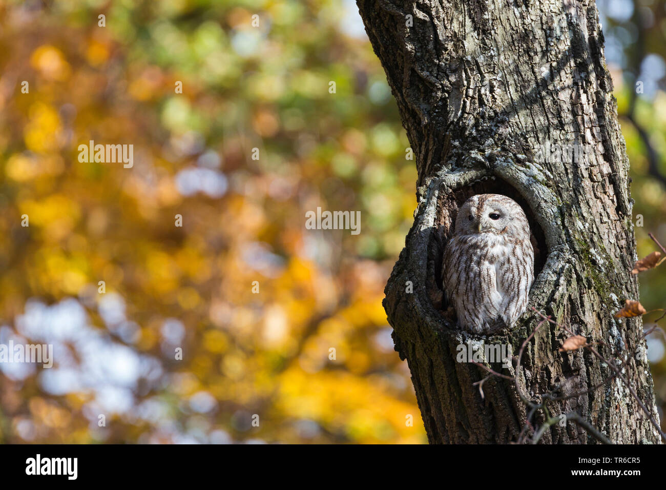 Owl tree hole hi-res stock photography and images - Alamy