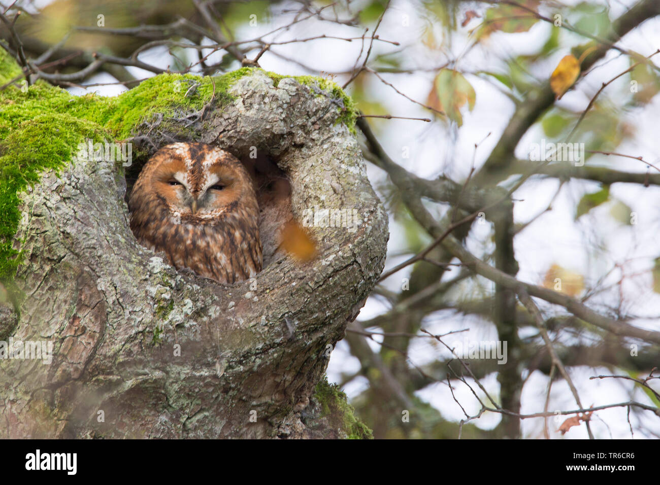 Eurasian tawny owl (Strix aluco), sitting in a tree hole, Germany ...