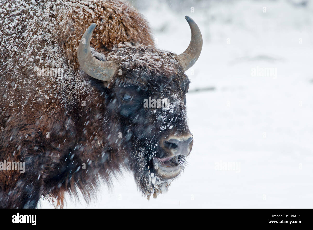 European bison, wisent (Bison bonasus caucasicus), portrait in the snow ...