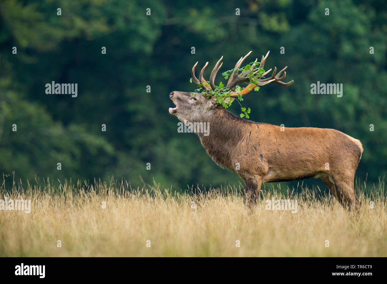 red deer (Cervus elaphus), roaring red deer stag in the rutting season ...