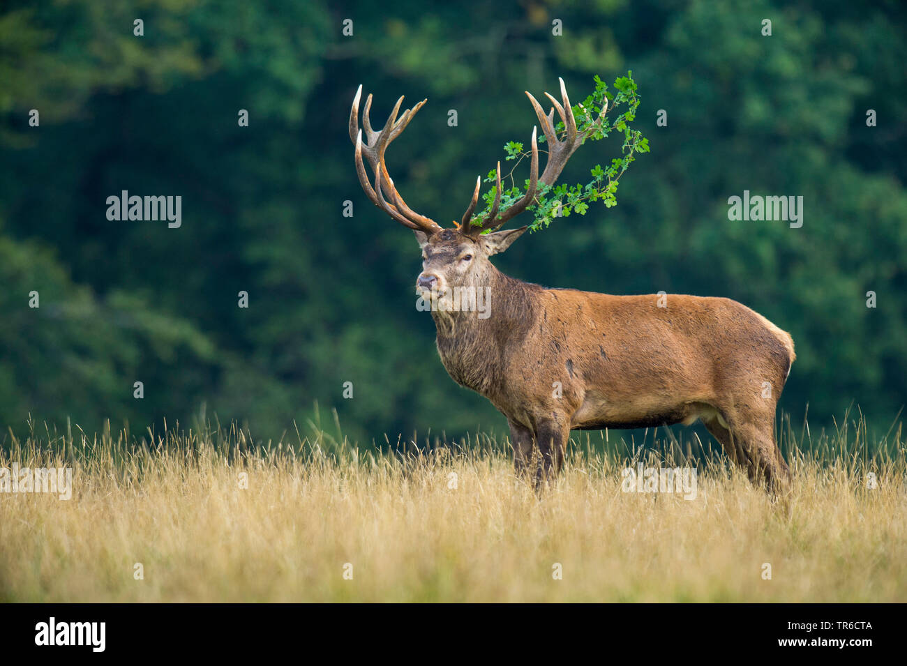 Deer side view hi-res stock photography and images - Alamy