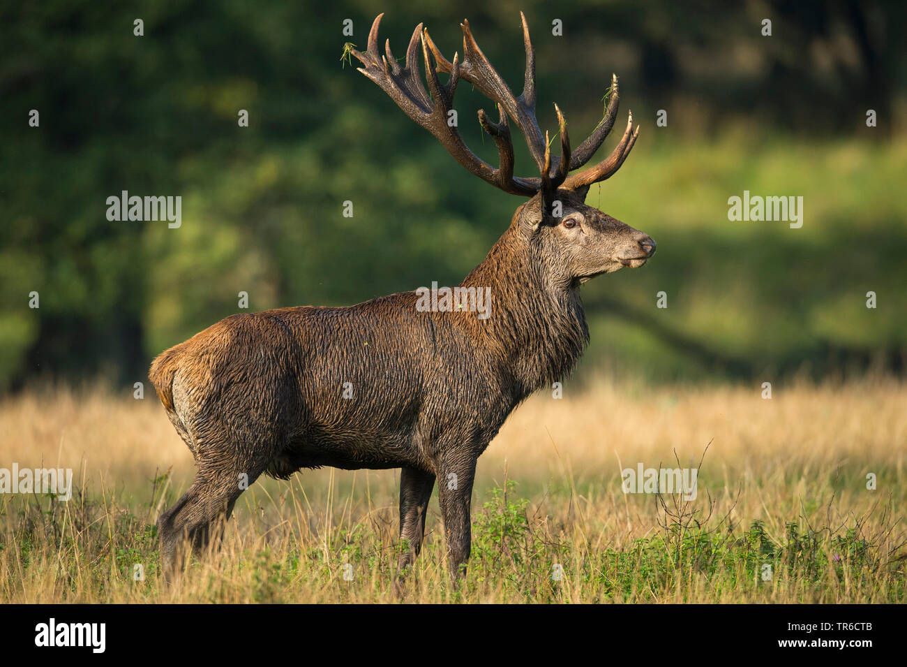 red deer (Cervus elaphus), red deer stag in the rutting season, side ...