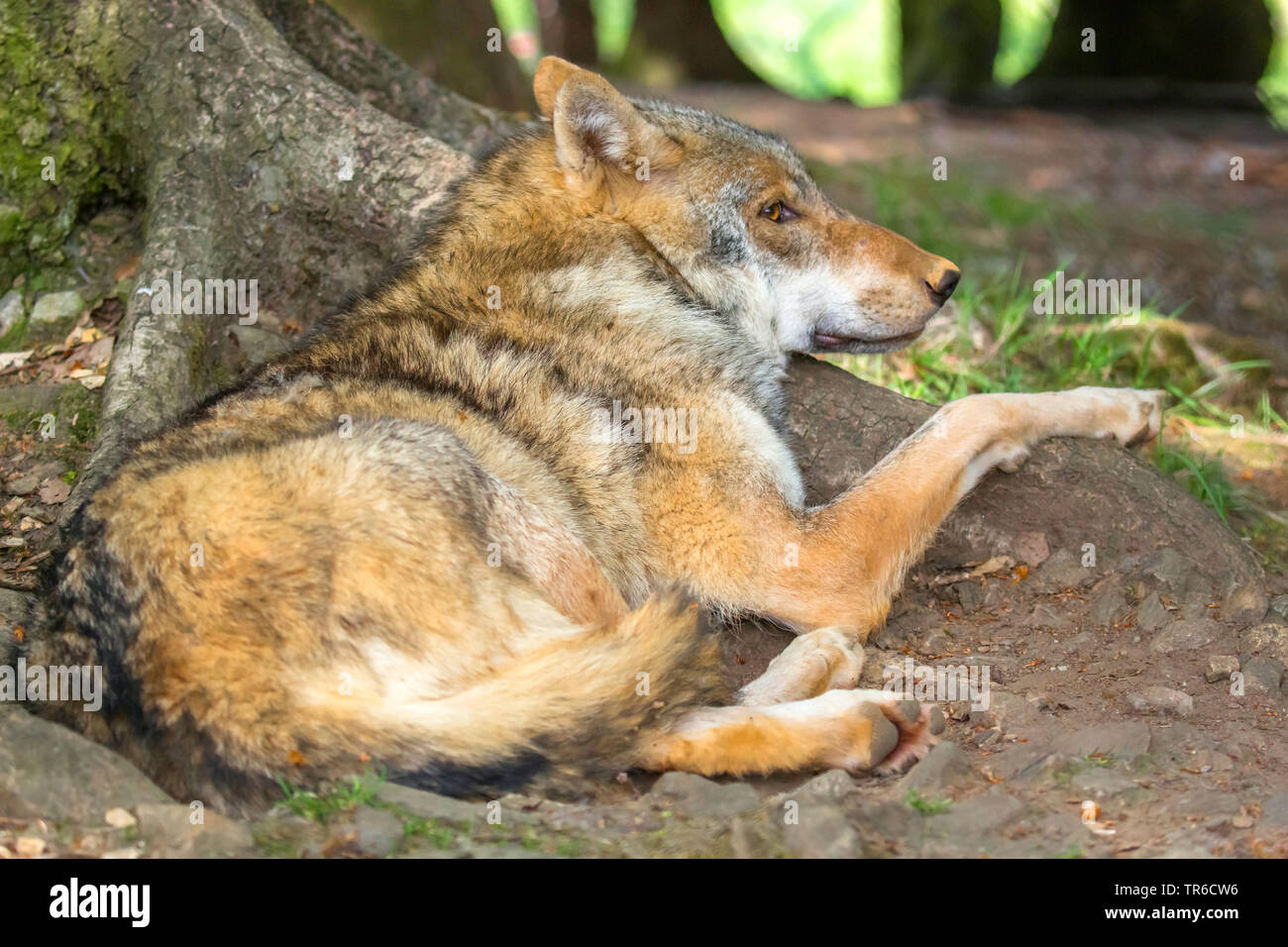 European gray wolf (Canis lupus lupus), resting at tree root, Germany ...