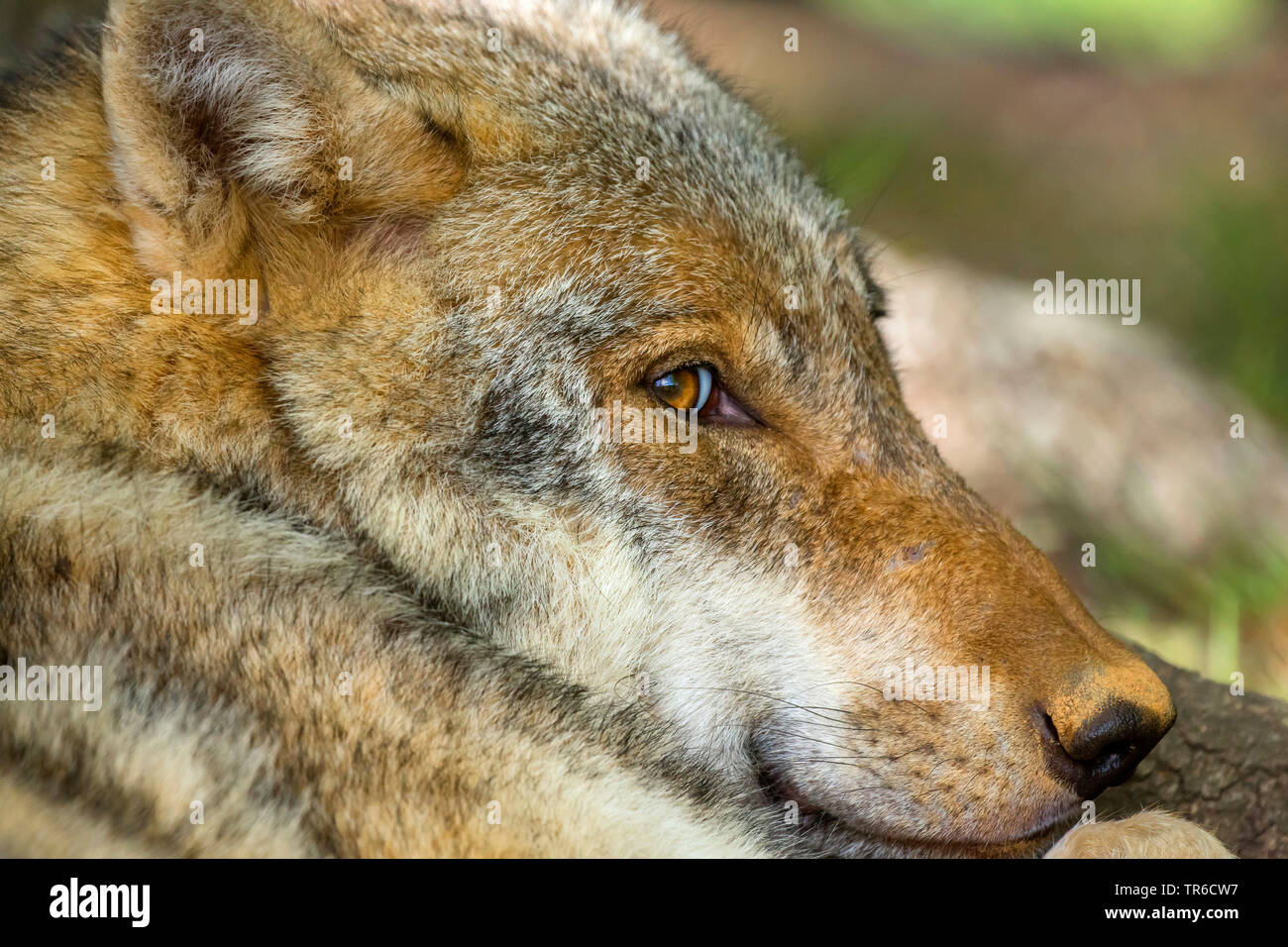 European gray wolf (Canis lupus lupus), portrait, side view, Germany ...