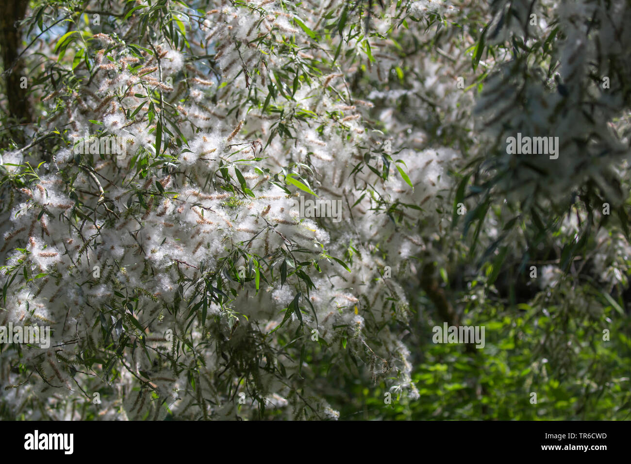 European white willow trees hi-res stock photography and images - Alamy