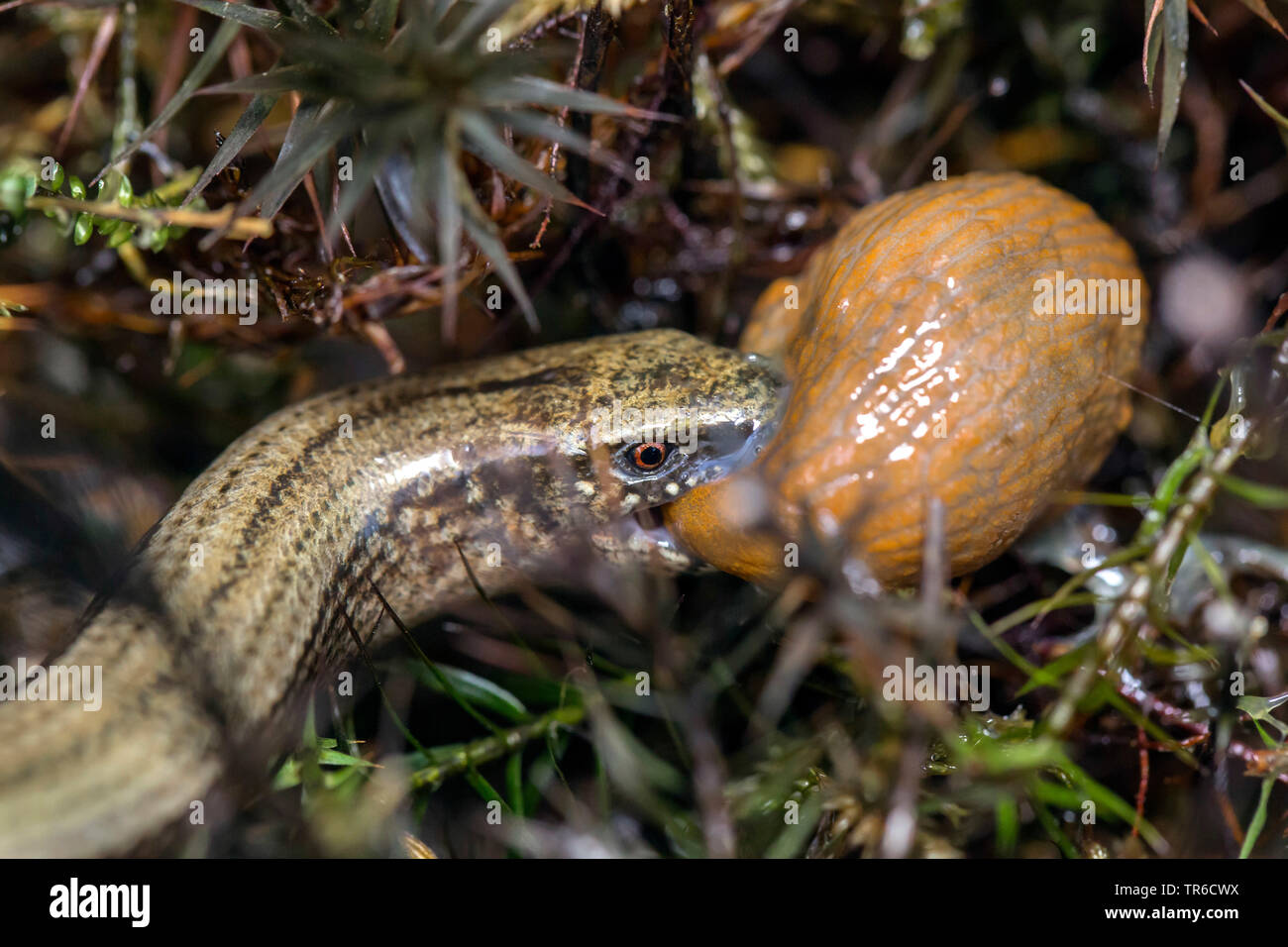 Slow worm eating worm hi-res stock photography and images - Alamy