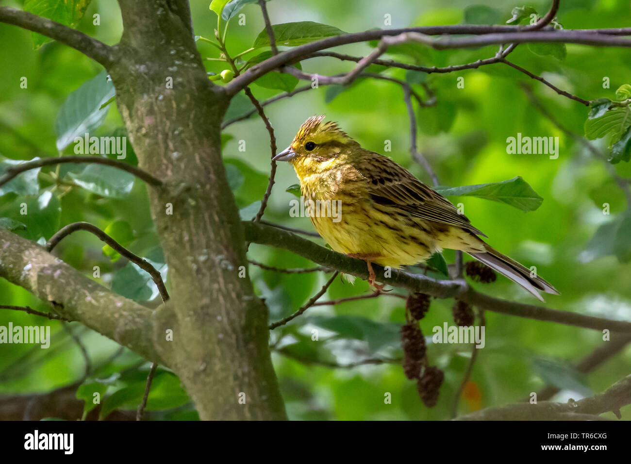 Female yellowhammer hi-res stock photography and images - Alamy