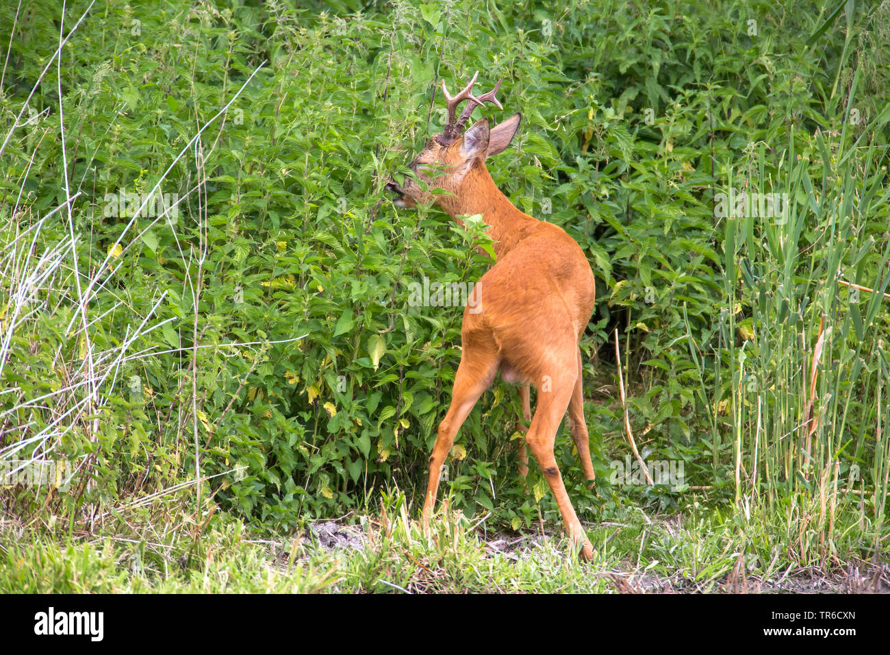 roe deer (Capreolus capreolus), buck feeding fresh nettles, rear view ...